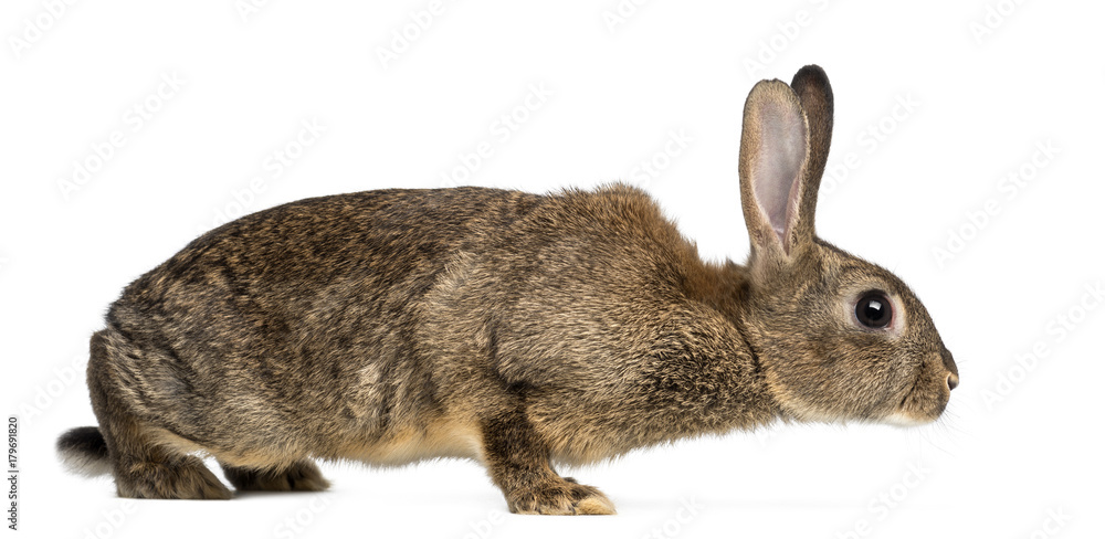 European rabbit or common rabbit, 3 months old, Oryctolagus cuniculus ...