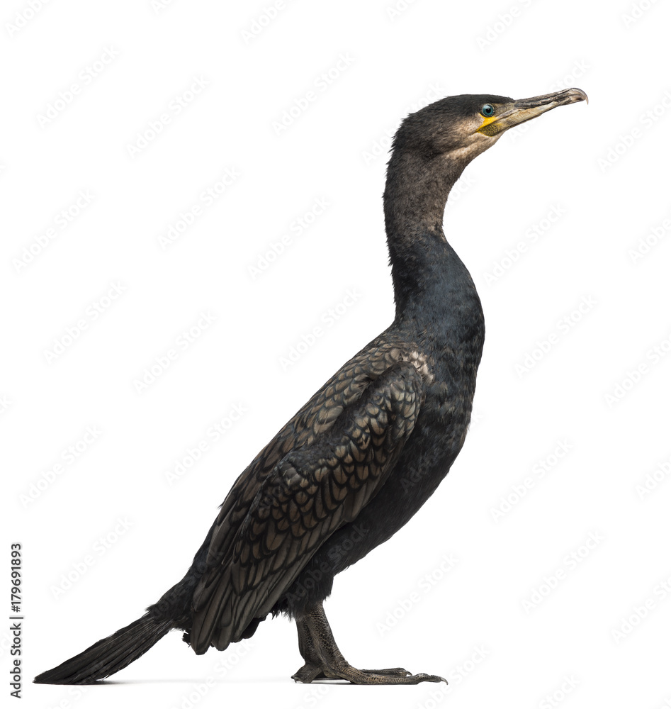 Side view of a Great Cormorant, Phalacrocorax carbo, also known as the ...