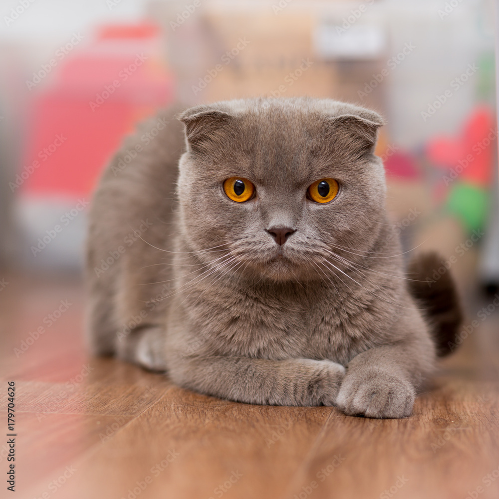 Orange Scottish Fold Cats