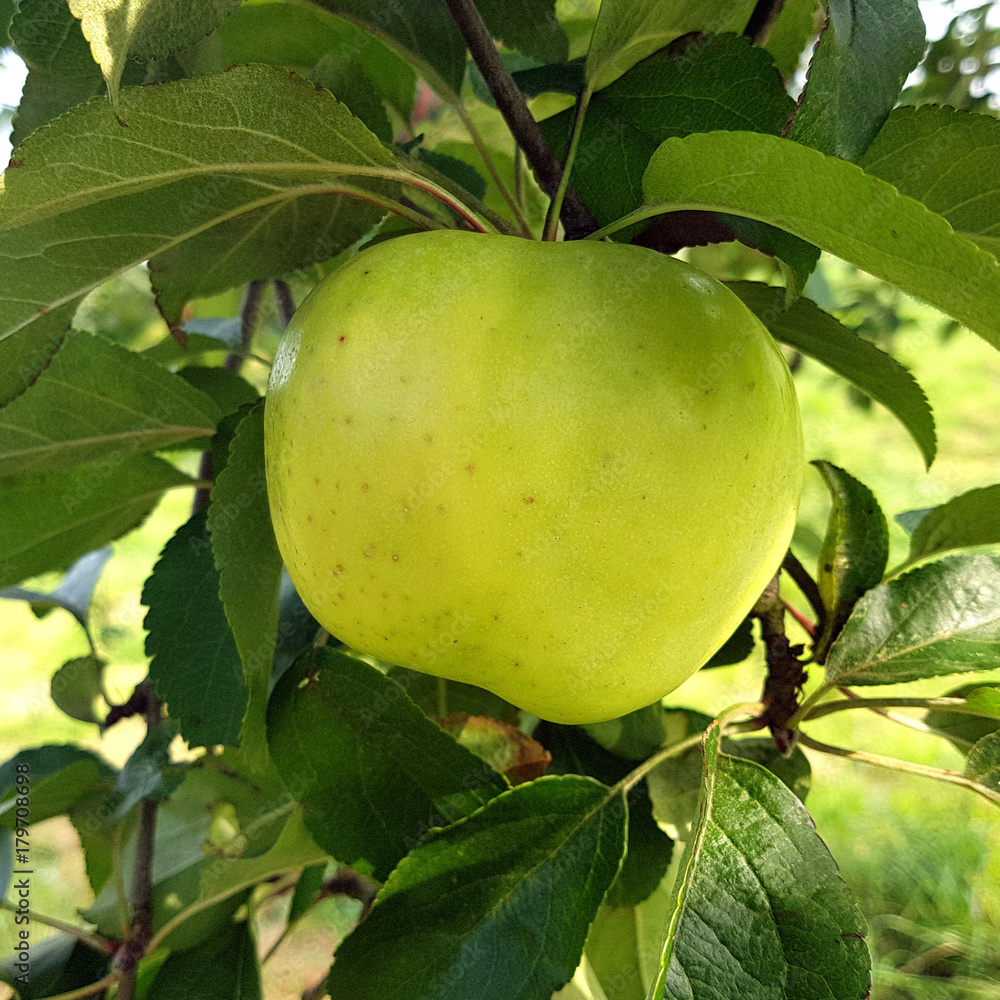 Filippa, Sommerglocken Apfel, Alte Apfelsorten, Malus, domestica Stock ...