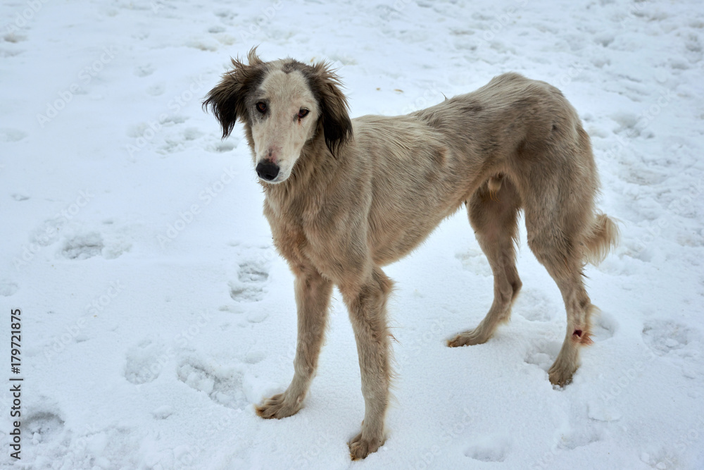 The Tazy, or the Central Asian greyhound, or the Kazakh greyhound, or ...