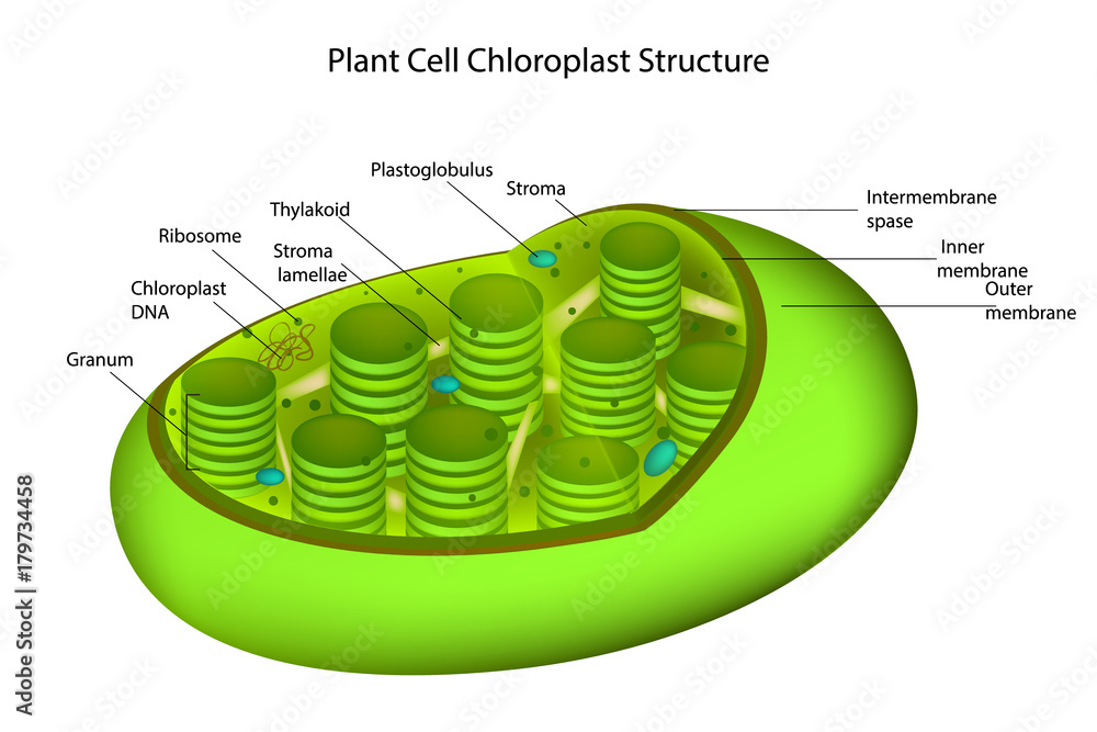 Chloroplasts Structure