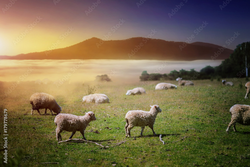 cute sheep staying enjoy nature feed up on the hill in field of green ...