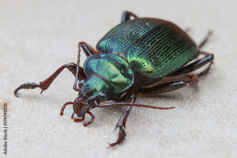Caterpillar hunter beetle (Calosoma sycophanta) is a large ground ...