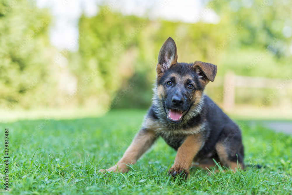 German shepherd puppy playing outside in green grass Stock Photo ...