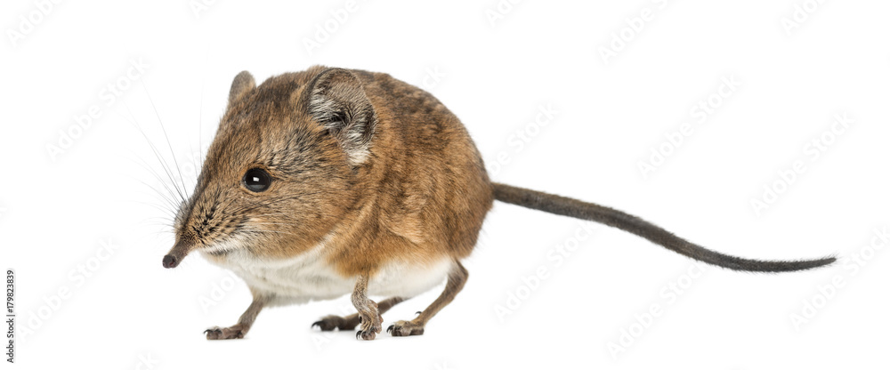 Fotografia do Stock: Elephant shrew - Macroscelides proboscideus ...