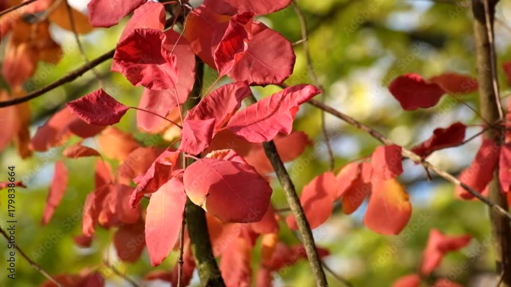 Red leaves of the smoke tree fluttered in the wind, illuminated by the ...