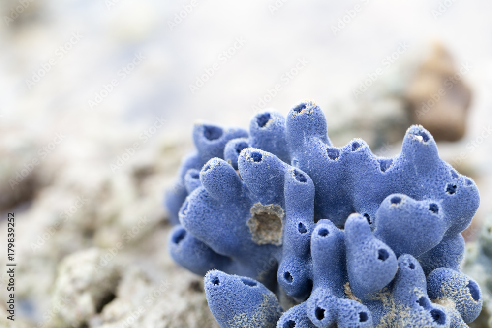 Sponges, the members of the phylum Porifera for education in marine ...