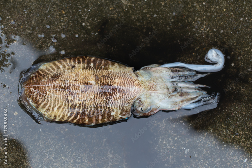 Cuttlefish or cuttles are marine animals of the order Sepiida. They ...