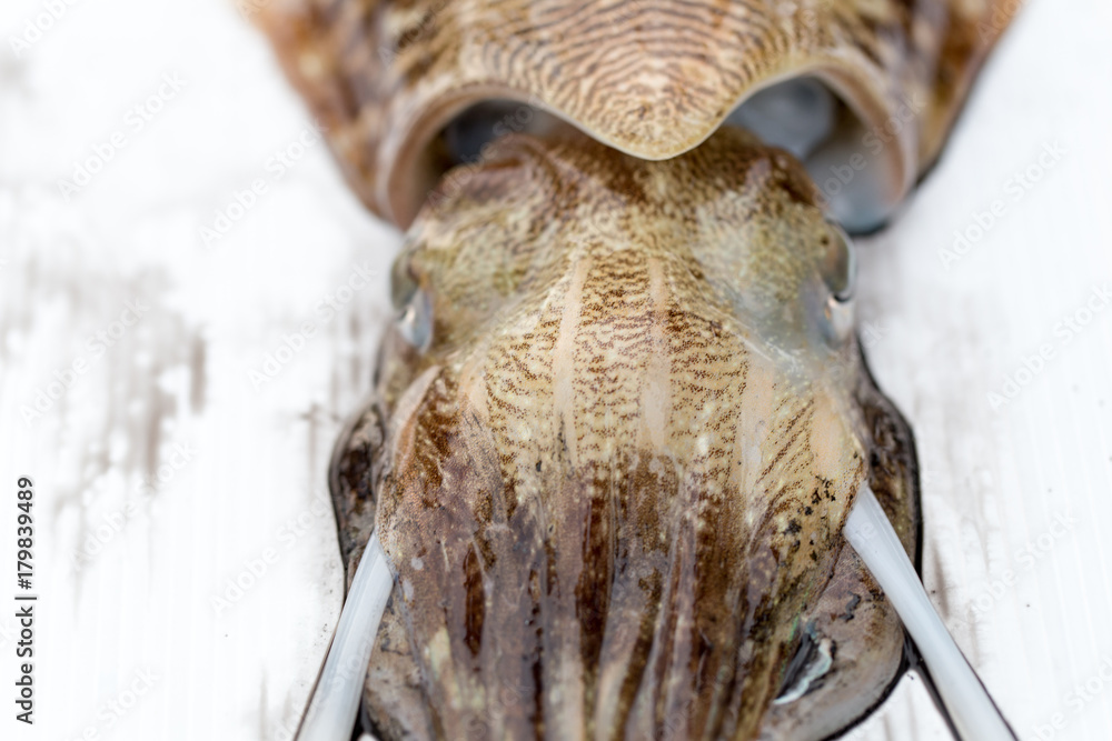 Cuttlefish or cuttles are marine animals of the order Sepiida. They ...