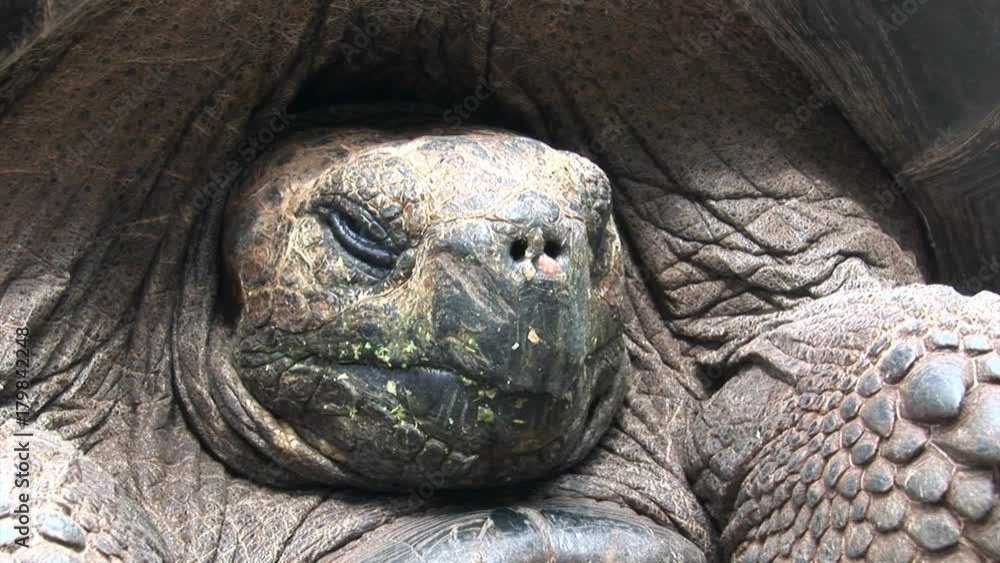 Lonely George is world famous tortoise turtle 400 years old in ...