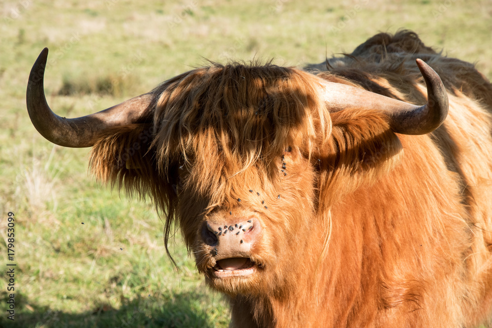 A highland cow with flies on its nose and face and with an open mouth ...