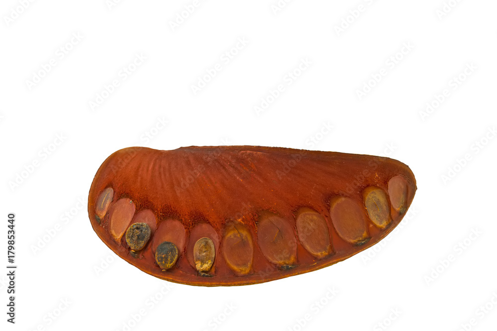 Seeds Tree( Iron wood, Irul, Jamba, Pyinkado,Xylia xylocarpa) isolated ...