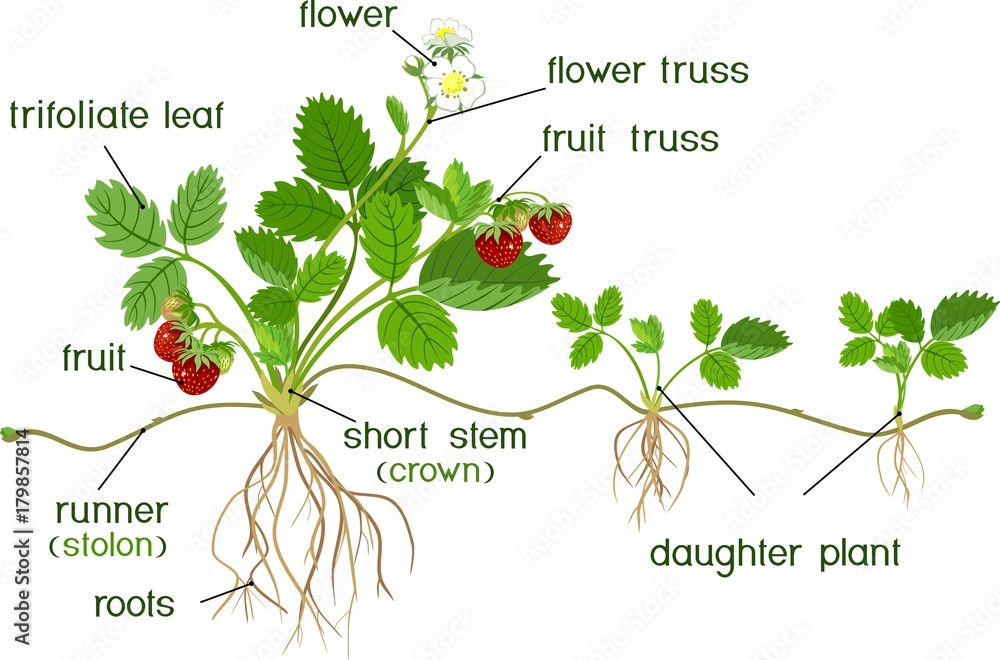 Parts of plant. Morphology of garden strawberry plant with roots ...