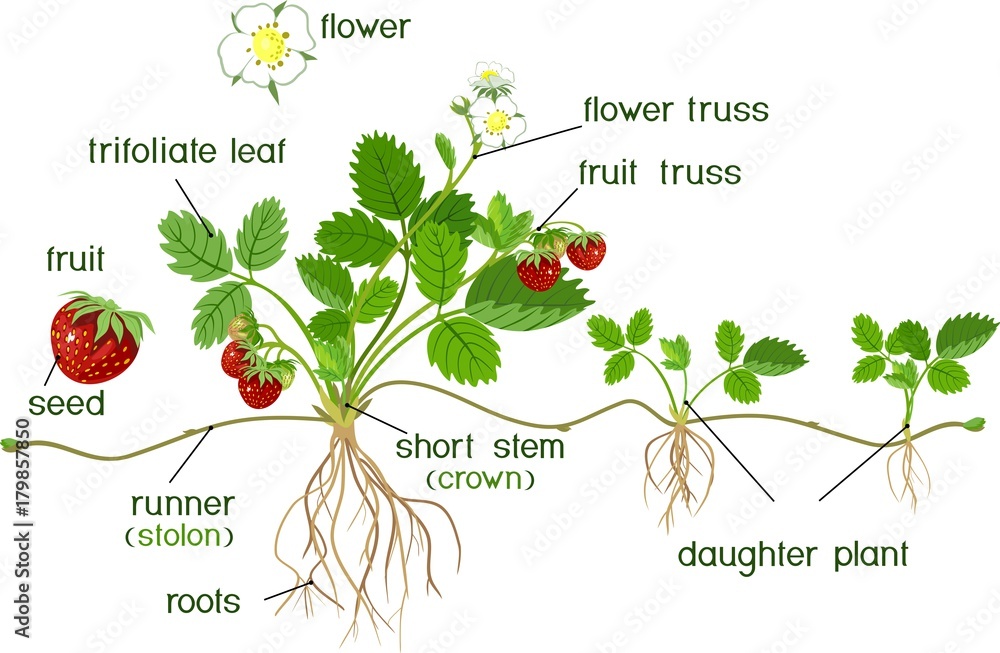 Parts of plant. Morphology of garden strawberry plant with roots ...