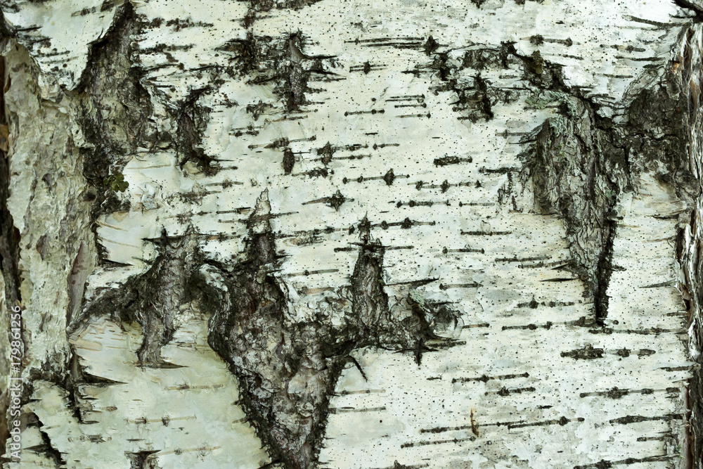 Birch Tree Bark Background