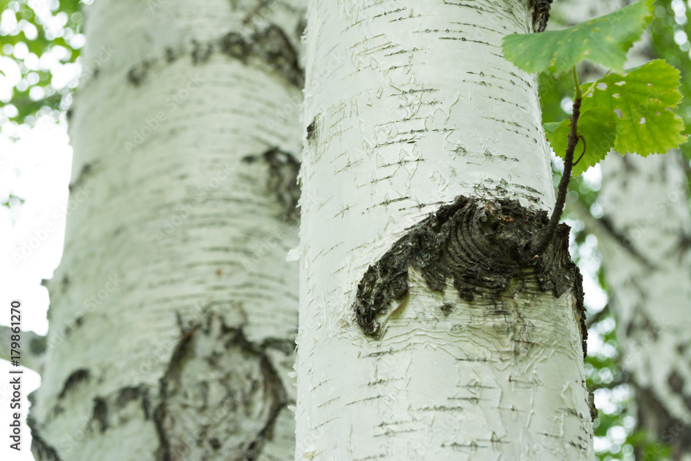 Birch Bark Texture Background