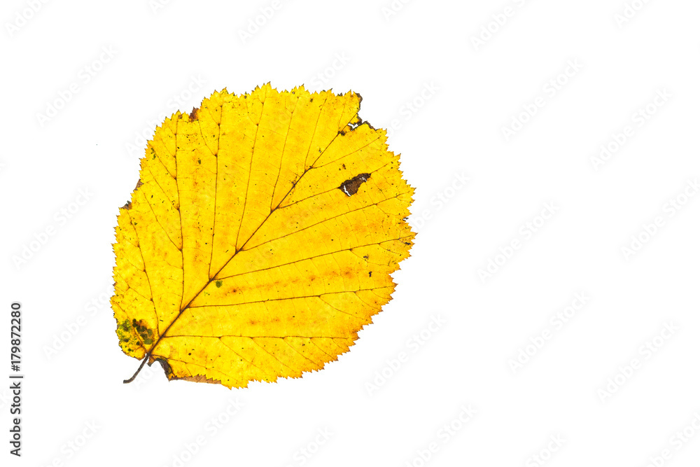 Blatt der Haselnuss in gelb im Herbst Stock-Foto | Adobe Stock