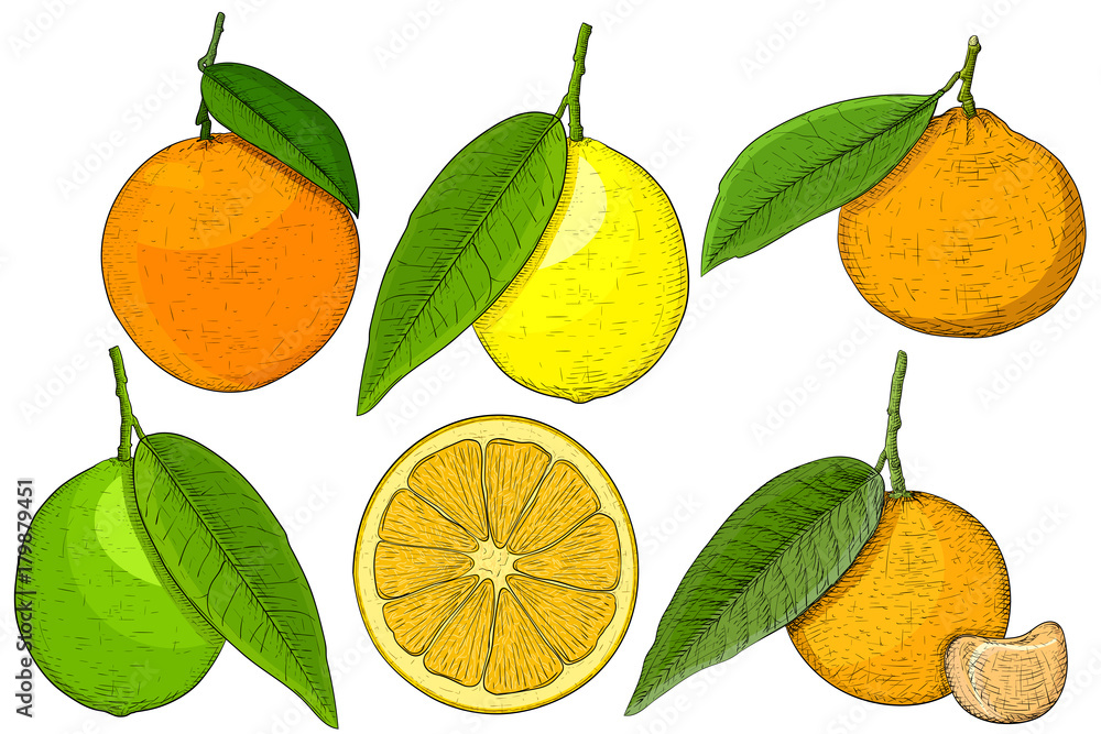 Citrus fruits. Hand drawn sketch Stock Vector | Adobe Stock