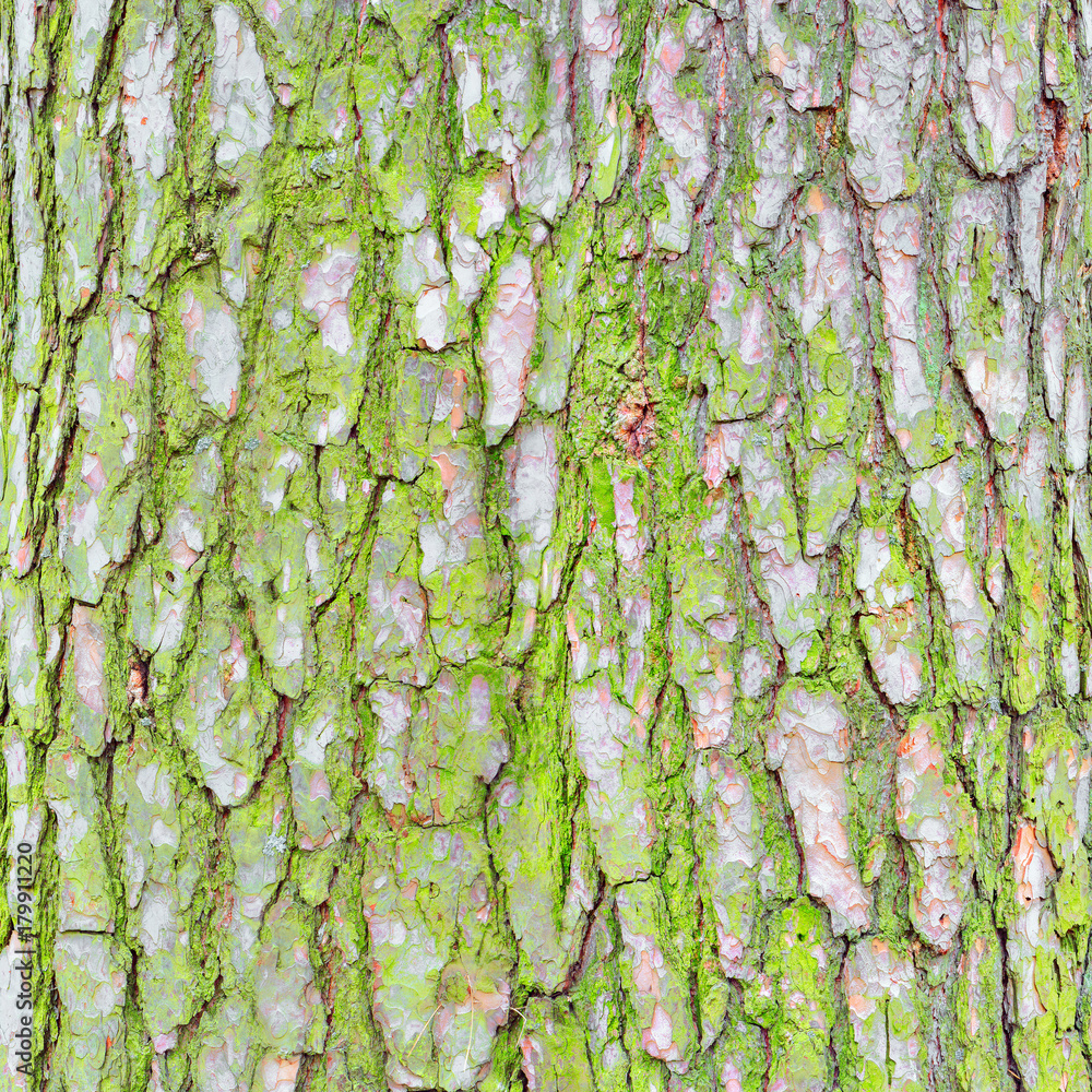 Pine Tree Trunk Texture