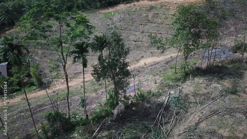 Deforestation. Rainforest destroyed to make way for oil palm ...