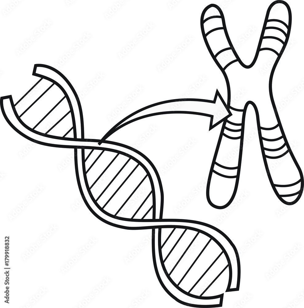 Vector illustration of DNA and chromosome. Stock Vector | Adobe Stock
