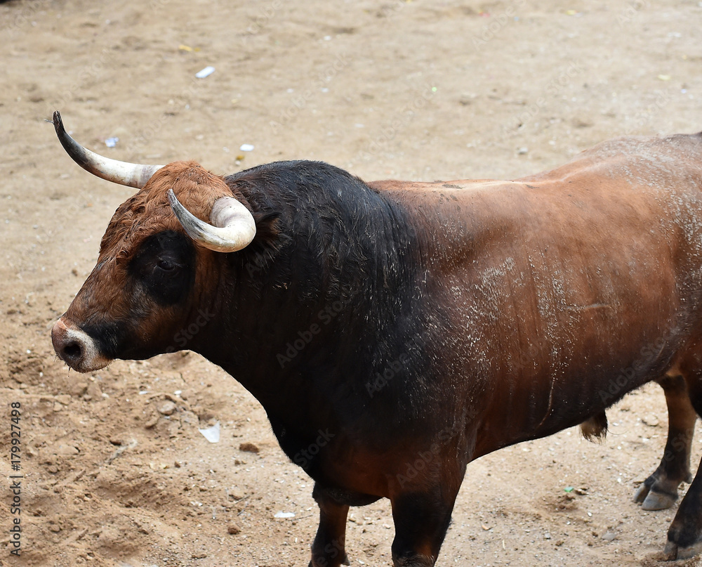 bull Stock Photo | Adobe Stock