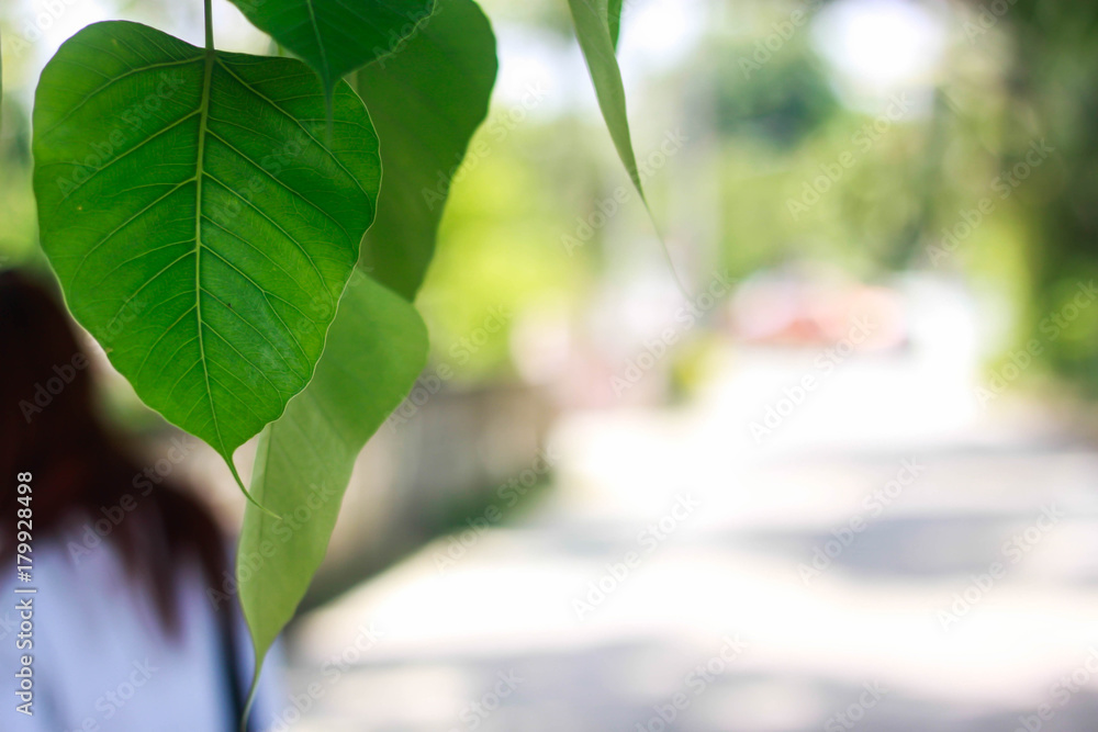 Green leaf Pho leaf, (bo leaf,bothi leaf) Stock Photo | Adobe Stock