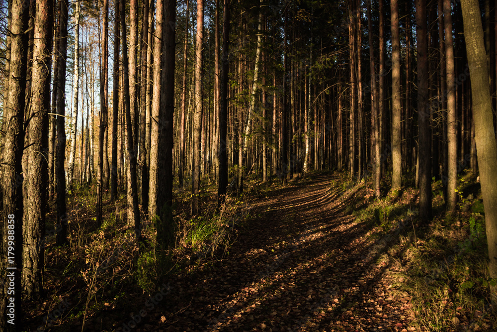 Black Forrest in Russia. Orange Evening Sun shines through the golden ...