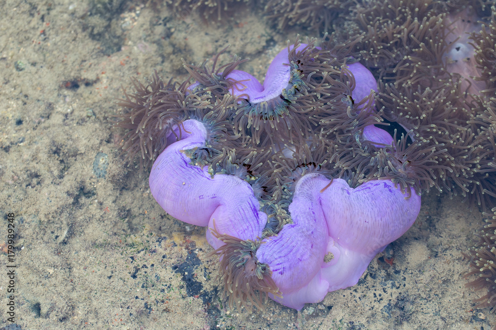 Foto de Sea anemones are a group of marine,Sea anemones are classified ...