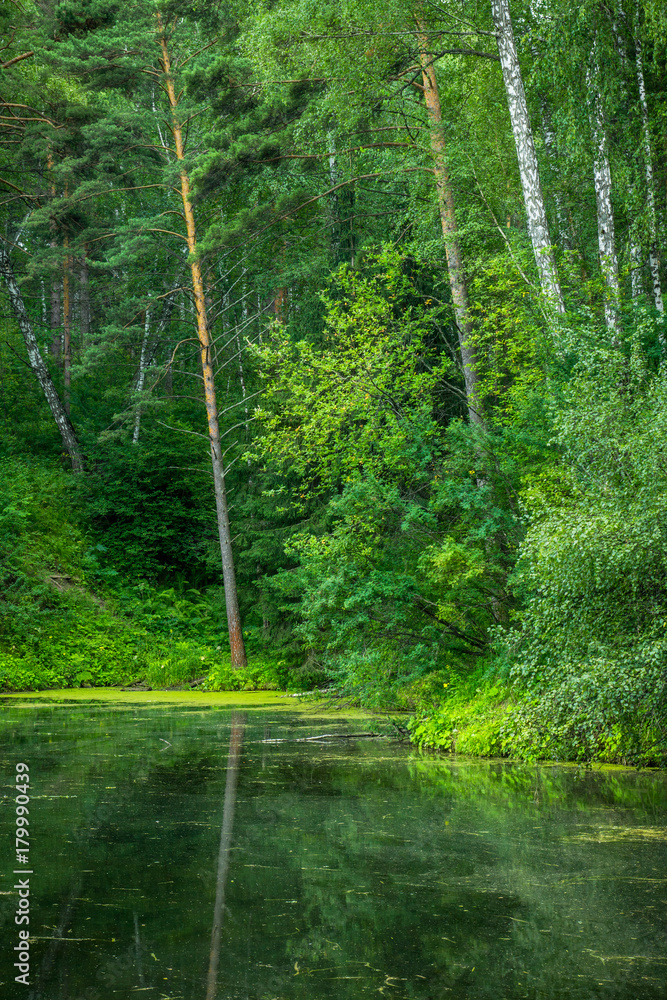 Beautiful Ponds In The Woods