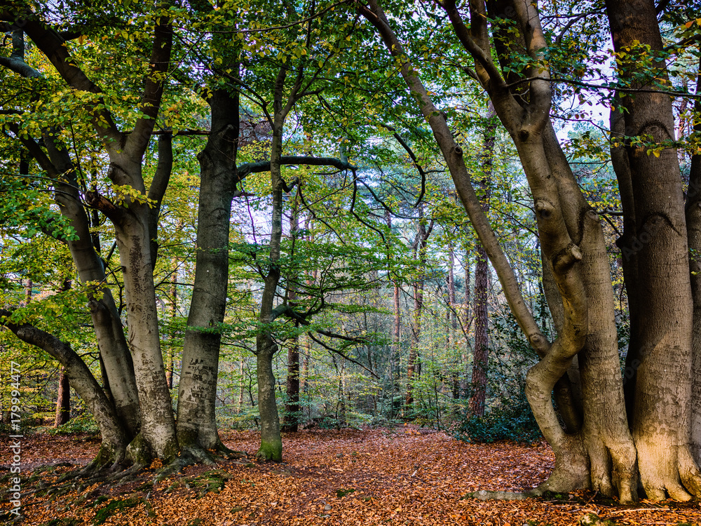 Kaapse Bos Stock Photo | Adobe Stock