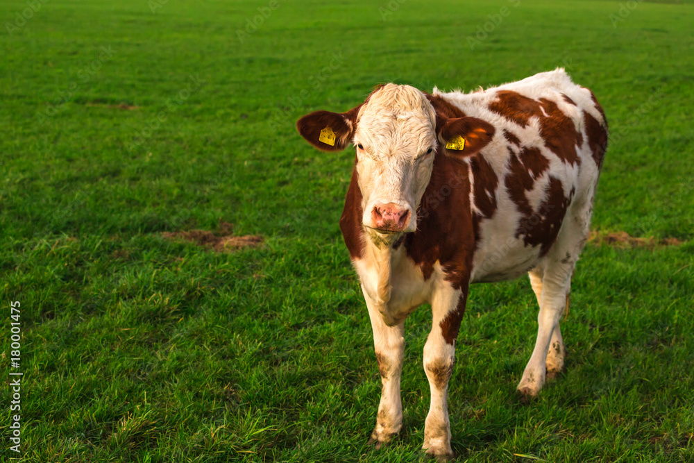 Glückliche Kühe auf der Herbstweide Stock-Foto | Adobe Stock