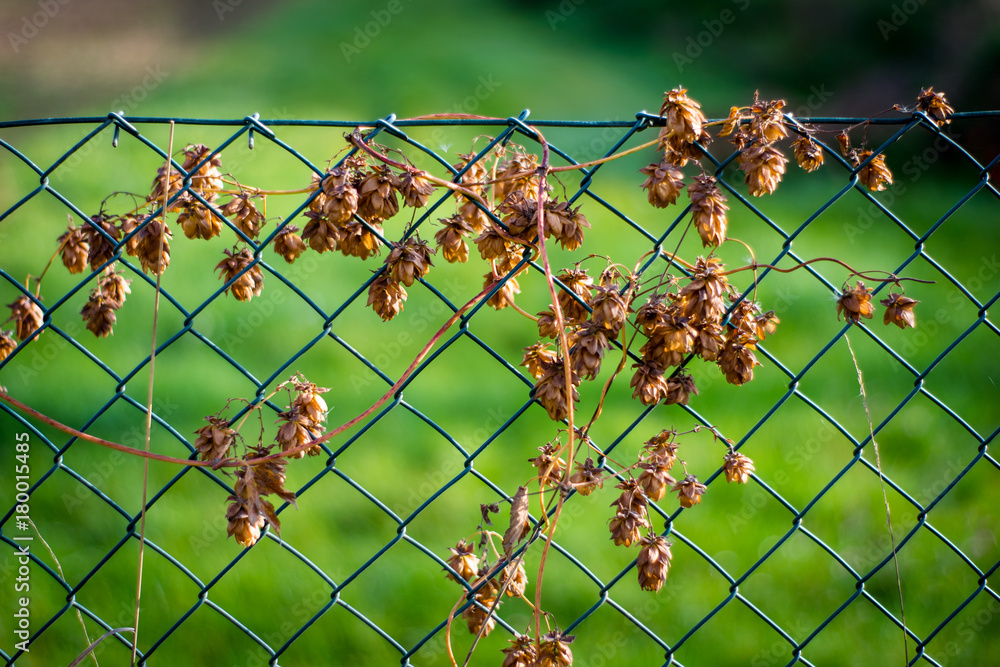Hopfen am Zaun Stock-Foto | Adobe Stock