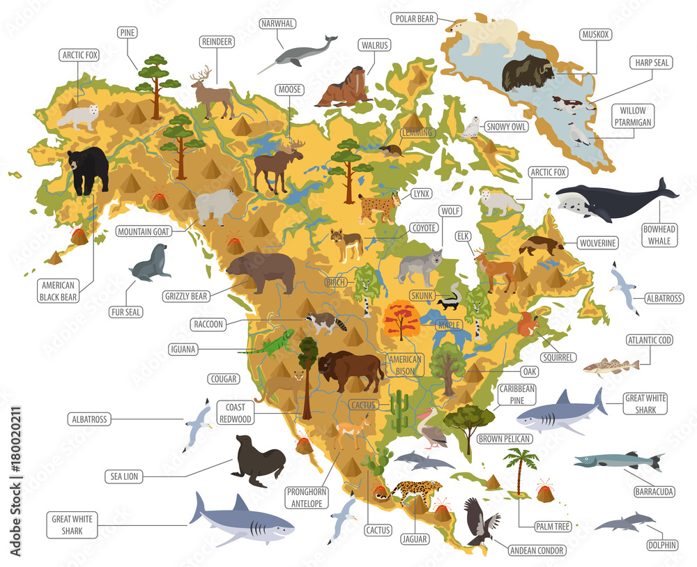 North America flora and fauna map, flat elements. Animals, birds and ...