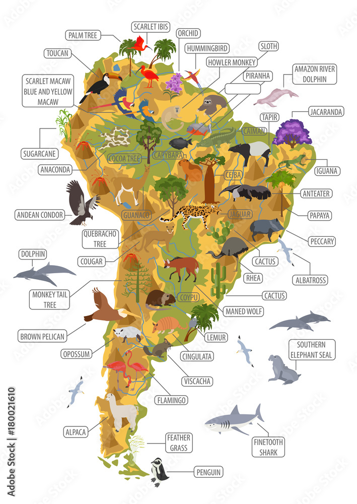 South America flora and fauna map, flat elements. Animals, birds and ...