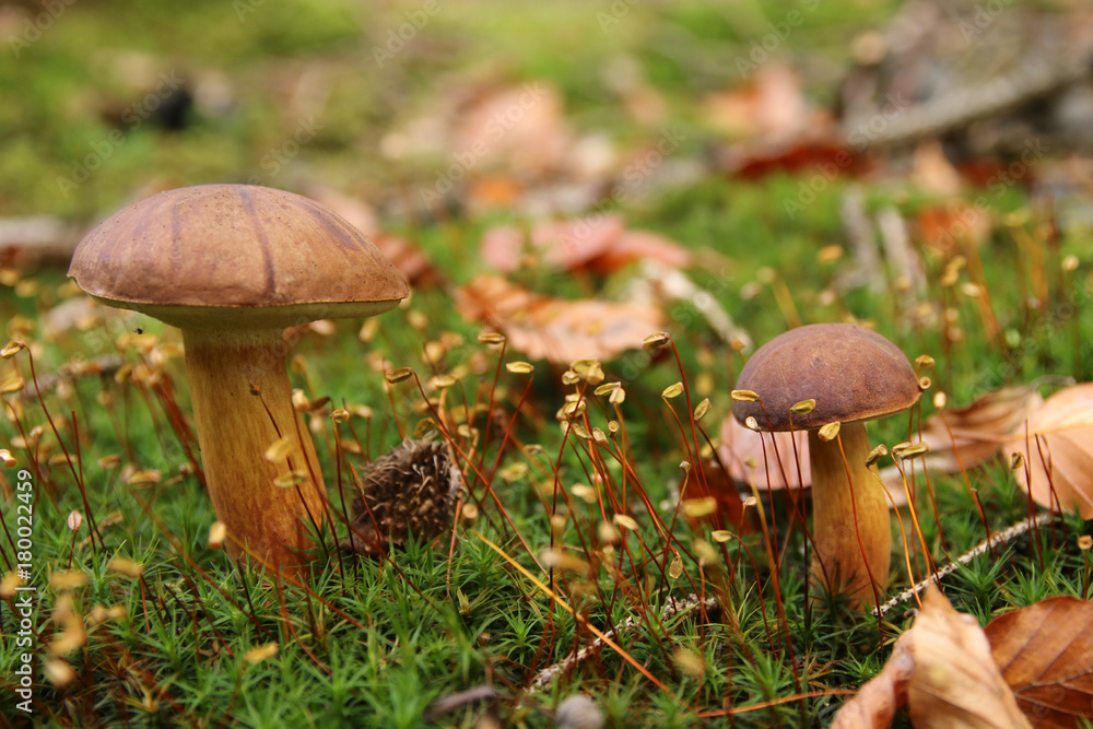 Maronenröhrling Stock-Foto | Adobe Stock