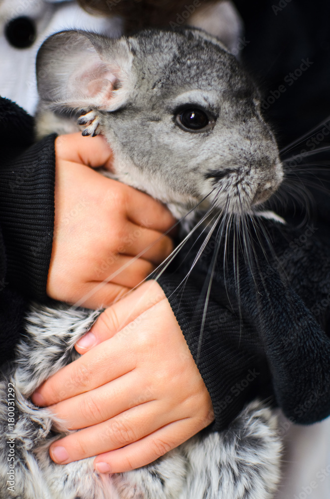 Chinchillas In Costumes