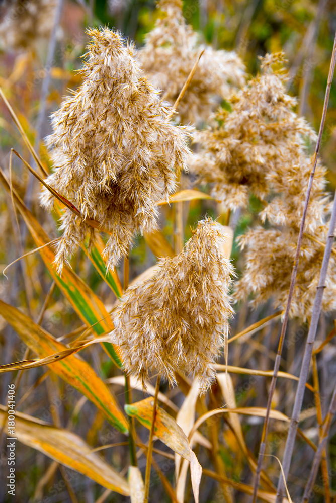 Juncos silvestres del campo de otoño en el mediterraneo Plantas en su ...