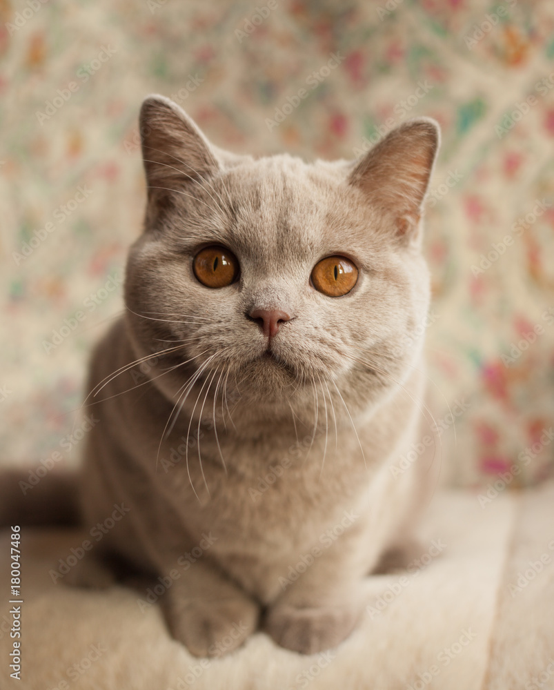 Fawn British Shorthair