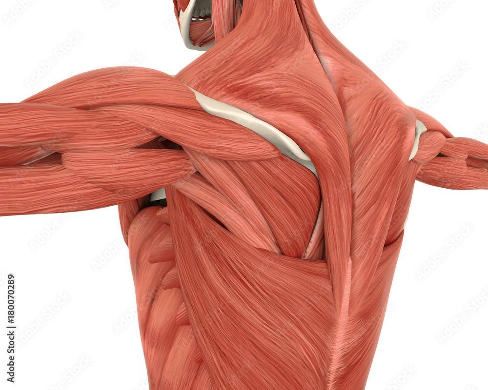 Muscles of the Back Anatomy Stock Illustration | Adobe Stock