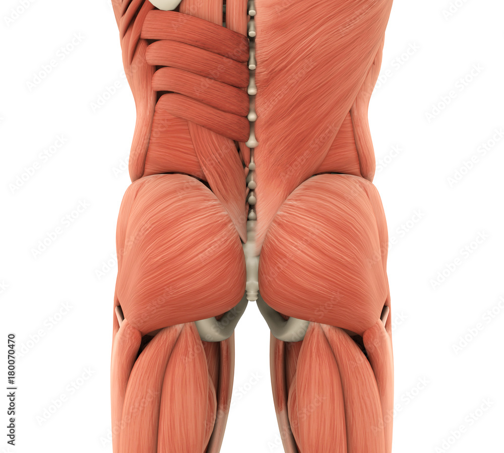 Human Gluteal Muscles Anatomy Stock Illustration | Adobe Stock