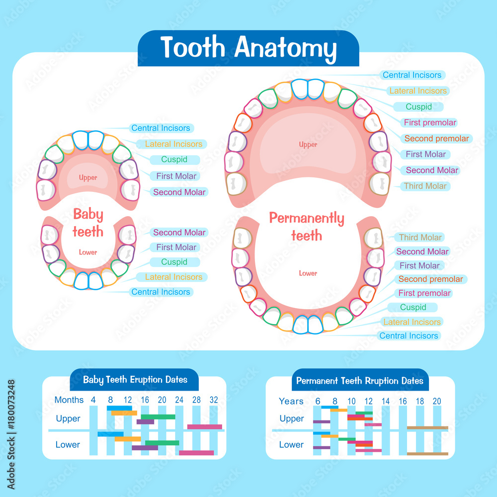 baby tooth chart Stock Vector | Adobe Stock