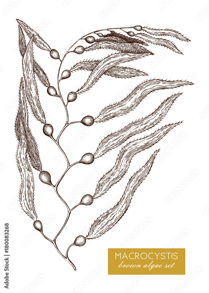 Macrocystis Drawing