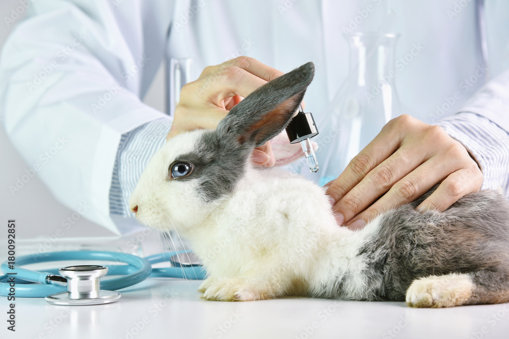 Medicine research, Scientist testing drug in rabbit animal, Drug ...