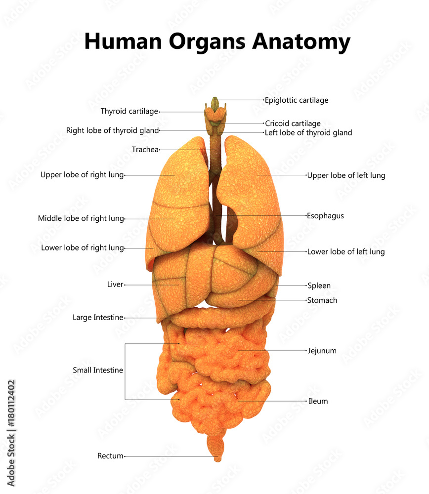 Human Body Organs Anatomy with Detailed Labels Stock Illustration ...