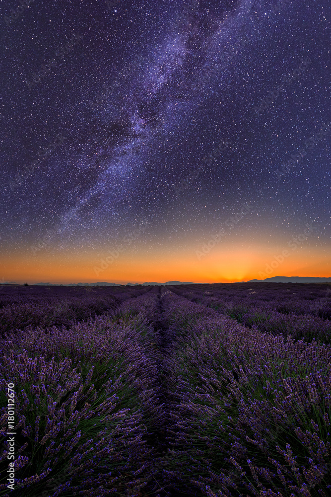 Lavender Field Sky