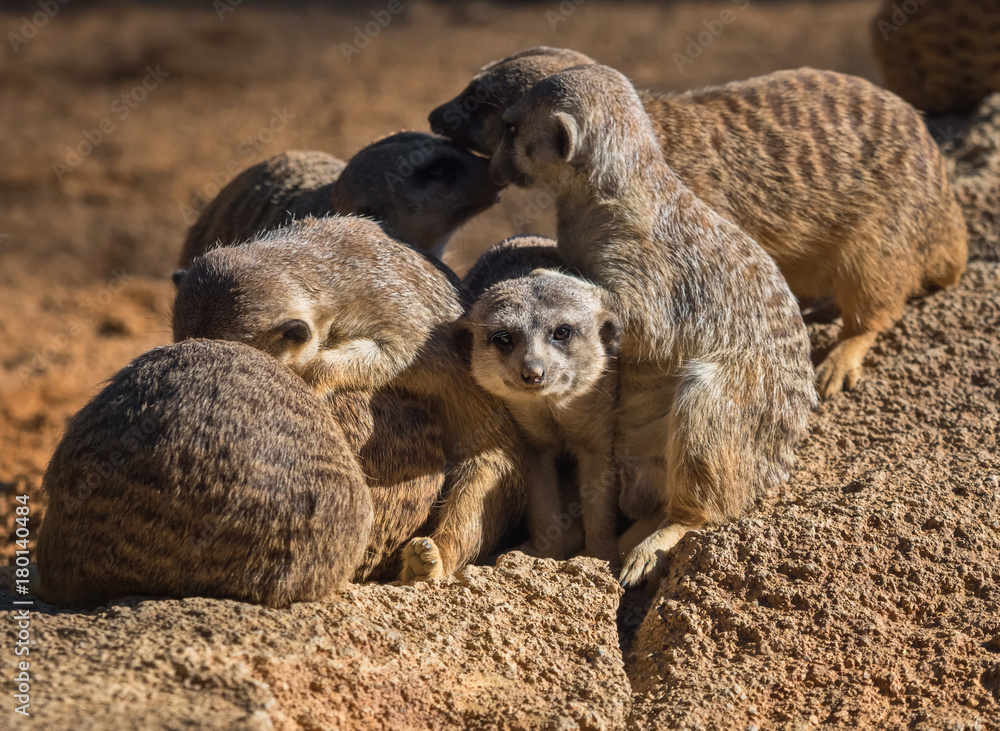 Grupo de Suricatas africanos, jugando entre ellos al atardecer Stock ...