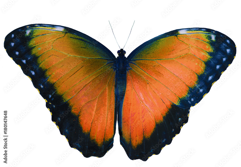 Orange butterfly isolated on white background with wings open. Color ...