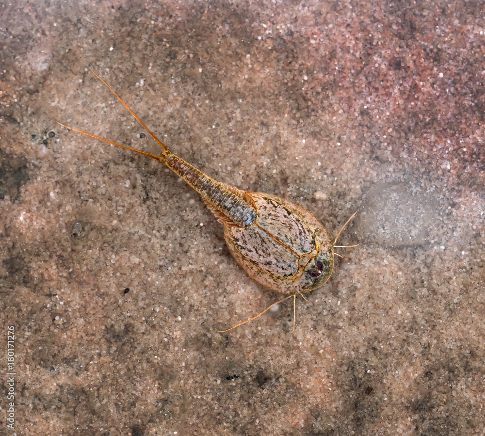 Triops longicaudatus (commonly called longtail tadpole shrimp, American ...